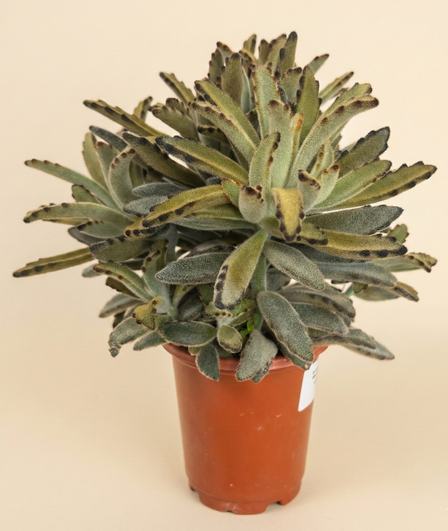 Panda Plant | Leaf & Vessel